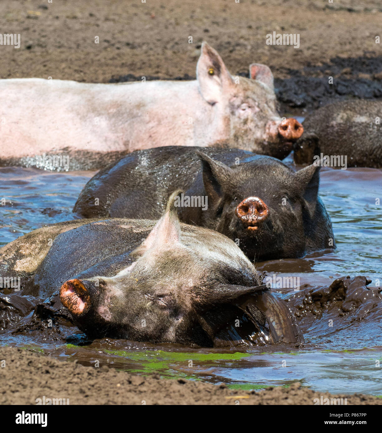 Varken pig hi-res stock photography and images - Alamy