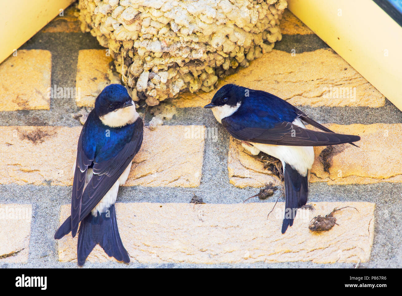 Huiszwaluw; Common House Martin Stock Photo - Alamy