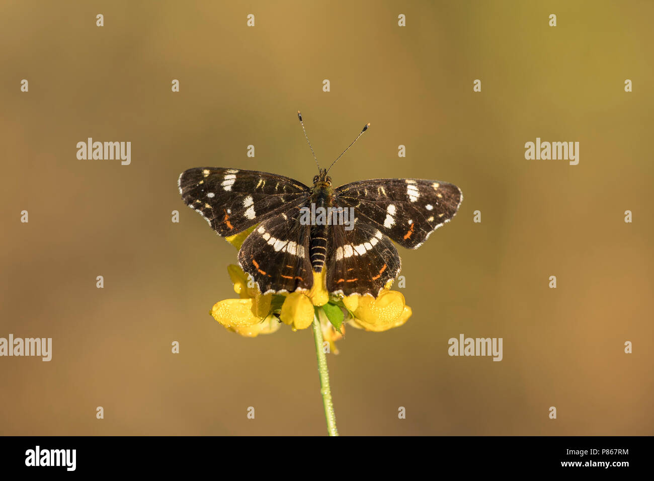 Butterfly top view hi-res stock photography and images - Alamy