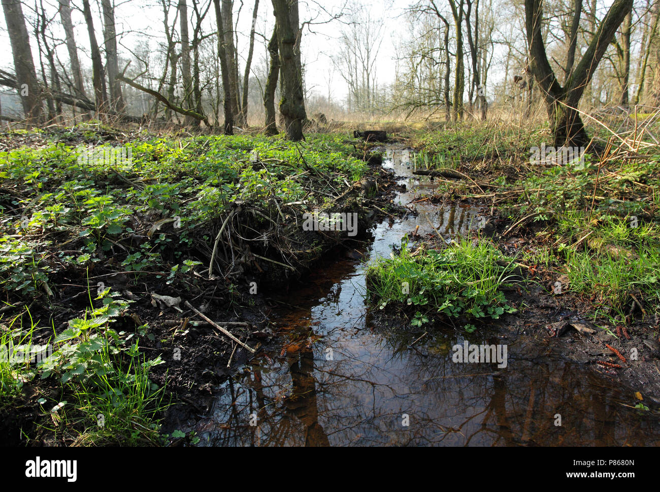 Beek meanderend door het 't Merkske, Nederland Stock Photo - Alamy