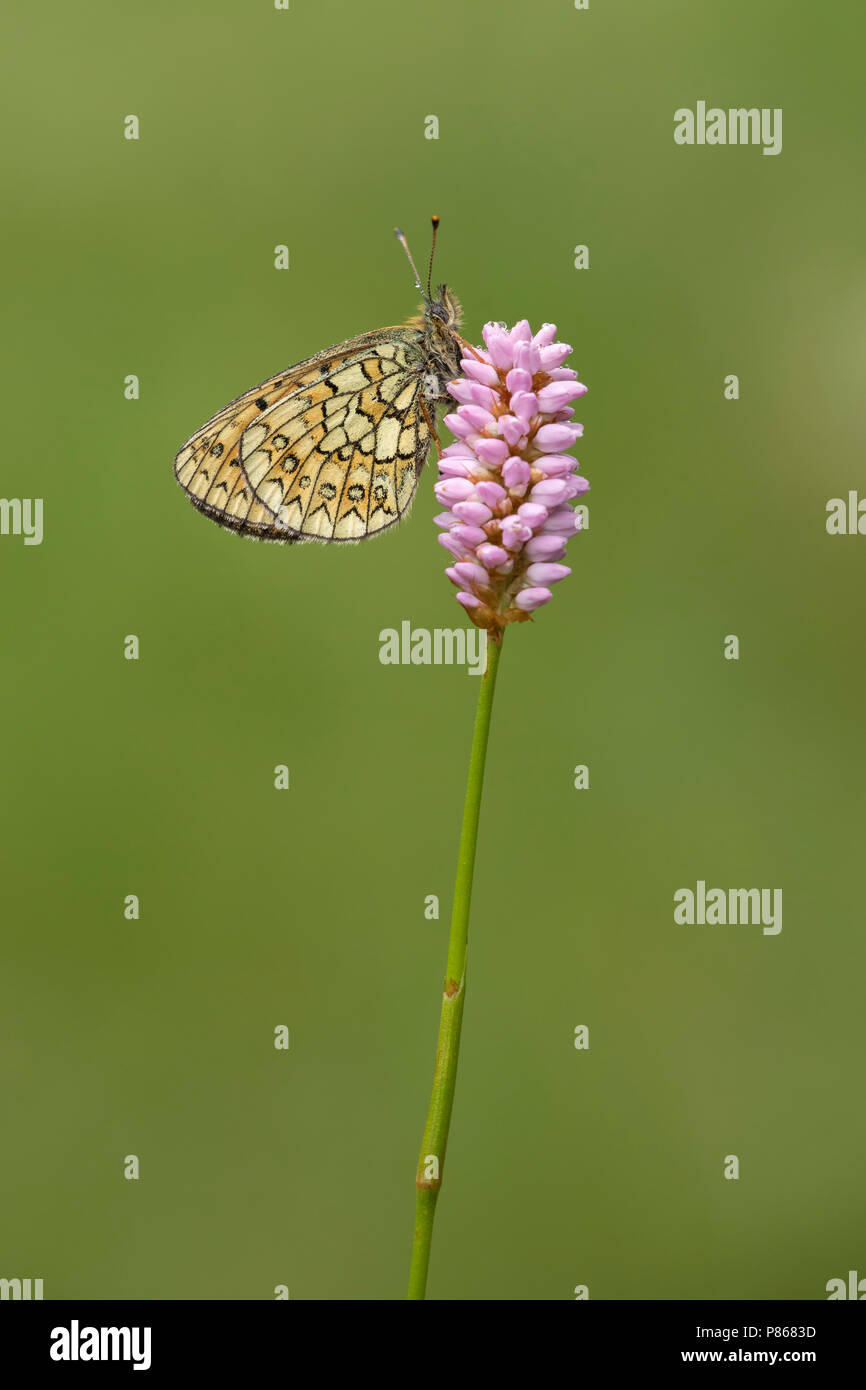 Ringoogparelmoervlinder op adderwortel, Bog Fritillary on bistord Stock ...