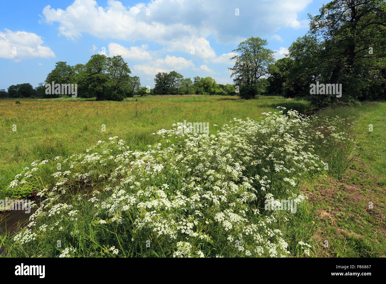 Drentse landschap hi-res stock photography and images - Alamy
