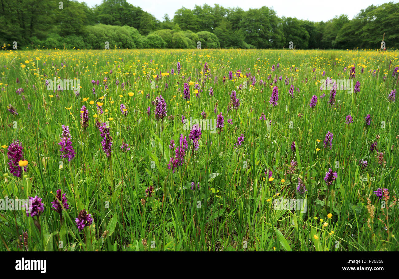Brede orchis hi-res stock photography and images - Alamy
