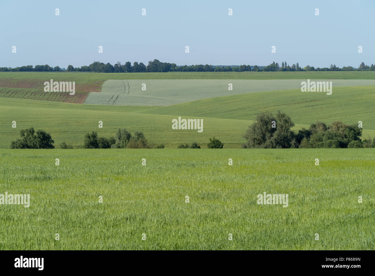 Spring agricultural landscape, Podilski Tovtry National nature park ...