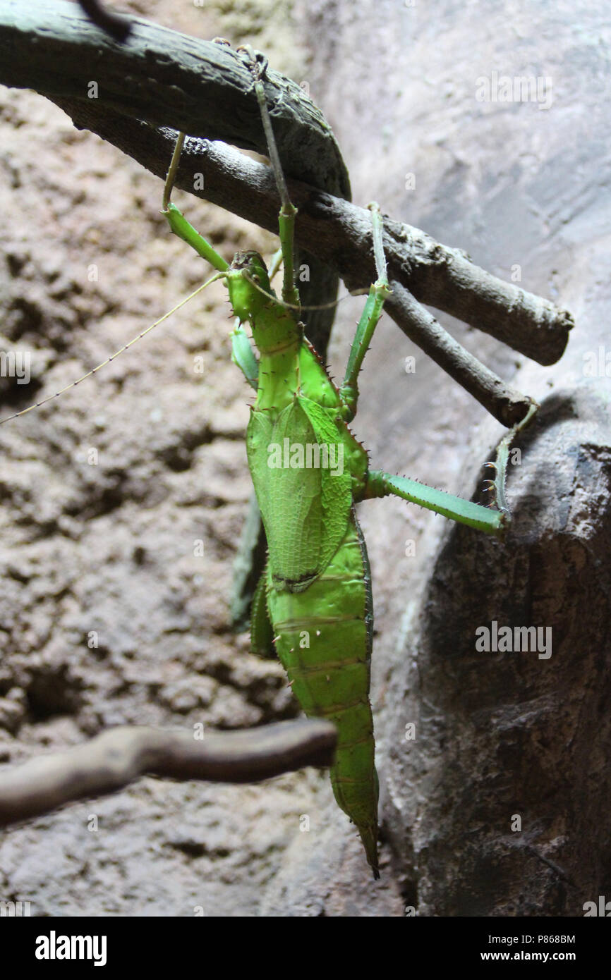 Phasme terrarium hi-res stock photography and images - Alamy