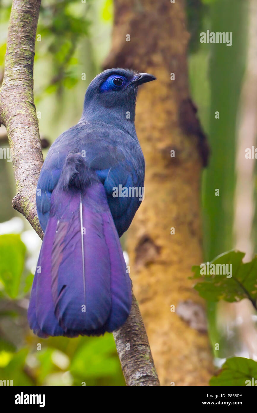 Adult Blue Coua (Coua caerulea) perched in canopy Stock Photo - Alamy