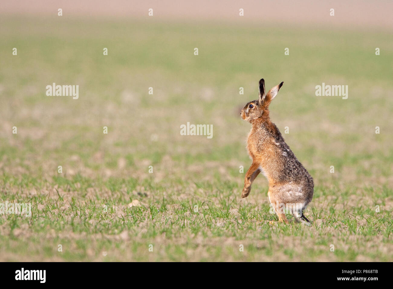 Europese Haas, European Hare Stock Photo - Alamy