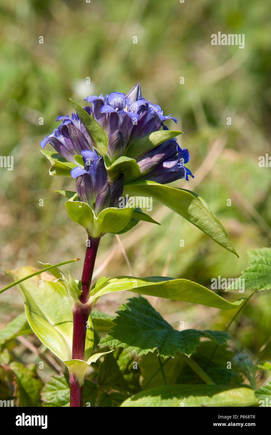 Kruisbladgentiaan op duinhelling; Star gentian on dune slope Stock ...
