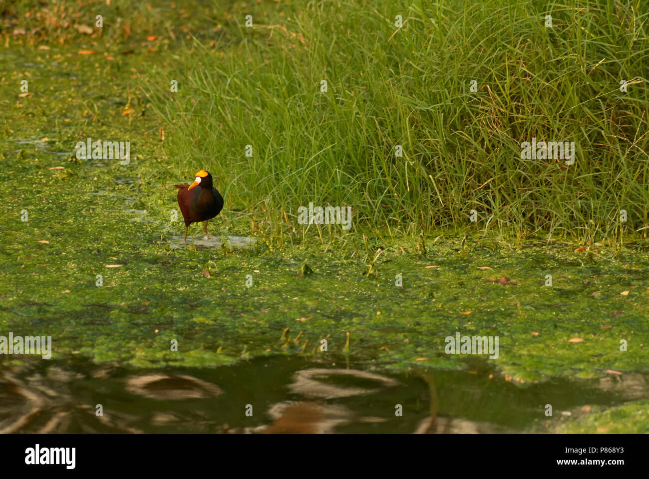 Northern jacana, or northern jaçana (Jacana spinosa), somewhere in ...