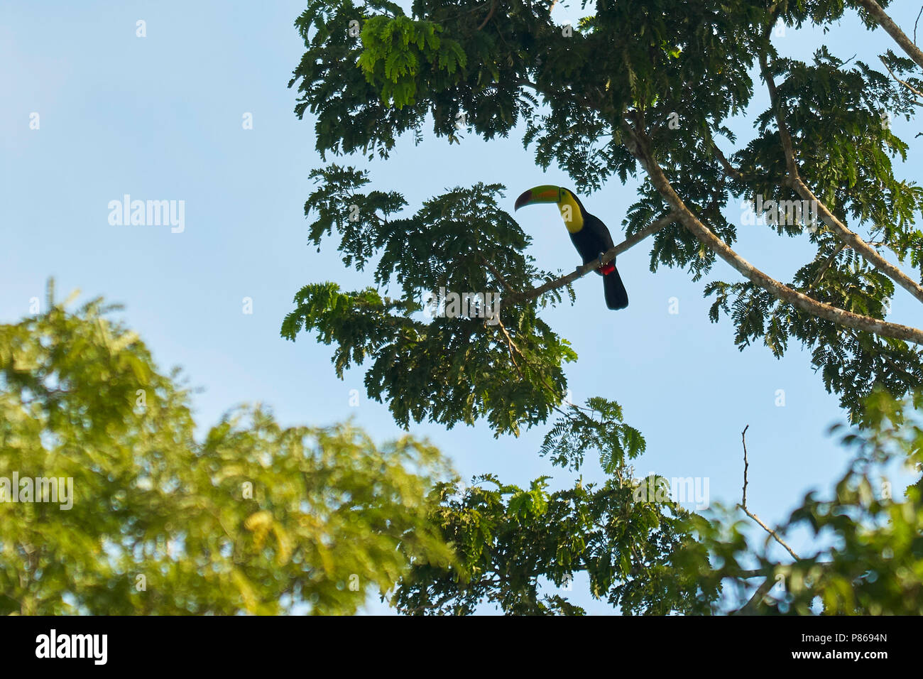 Keel-billed toucan (Ramphastos sulfuratus), also known as sulfur ...