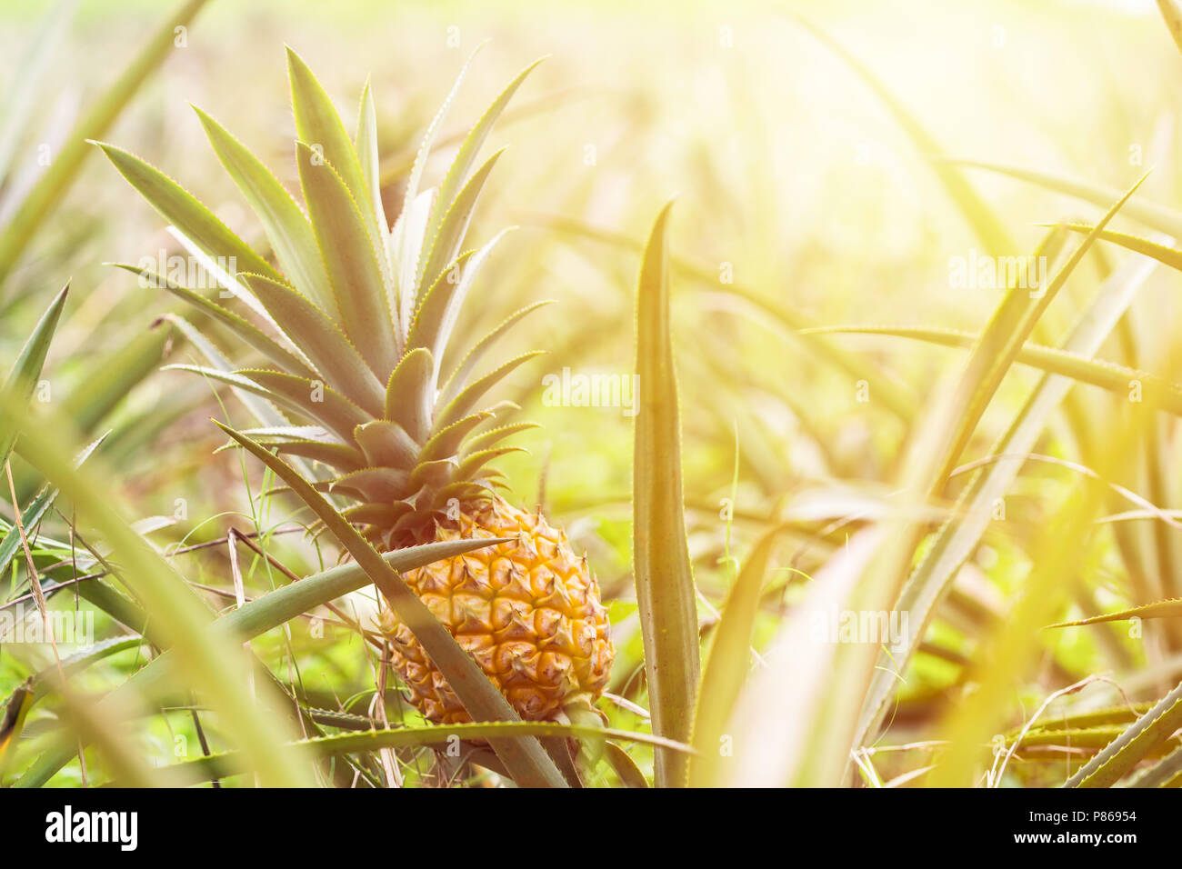 Close-up ripe pineapple fruit in plantation. Tropical pineapple fruit ...