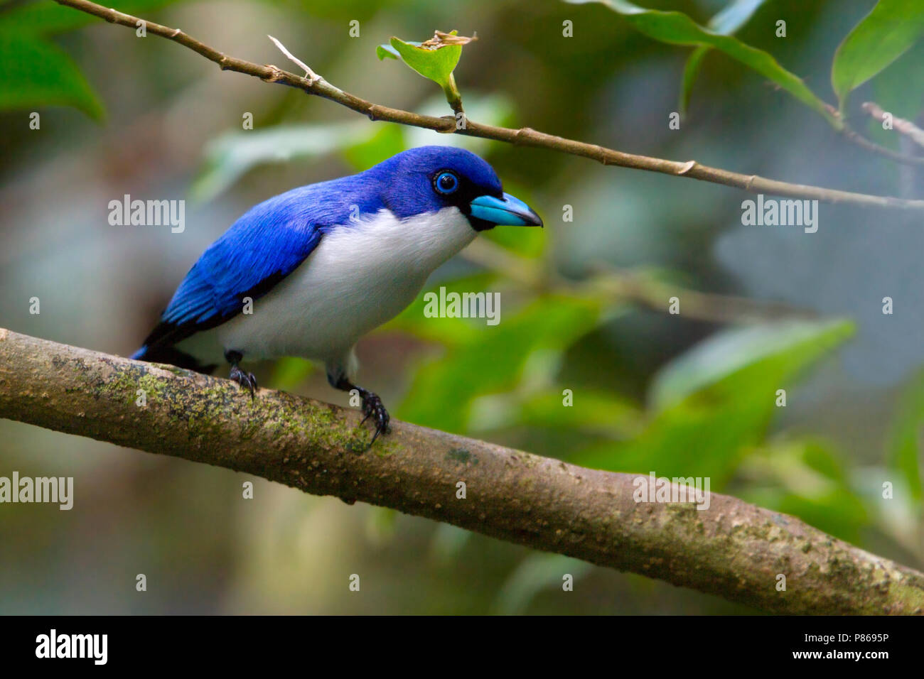 Adult Blue Vanga (Cyanolanius madagascarinus) looking alert in ...