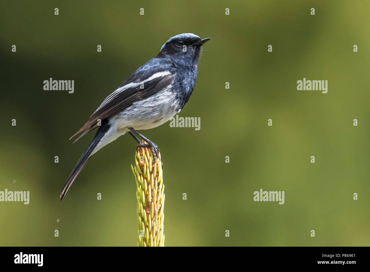 Blue-capped Redstart; Phoenicurus caeruleocephalus Stock Photo - Alamy