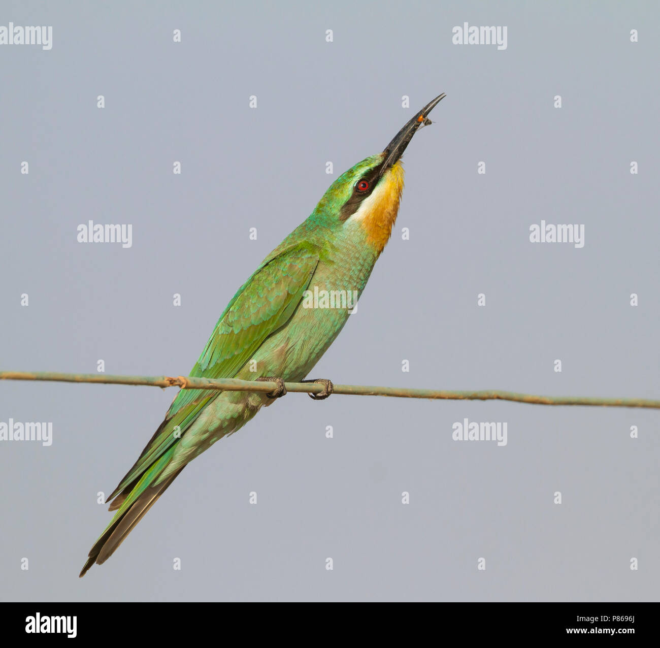 Bee martin bird hi-res stock photography and images - Alamy