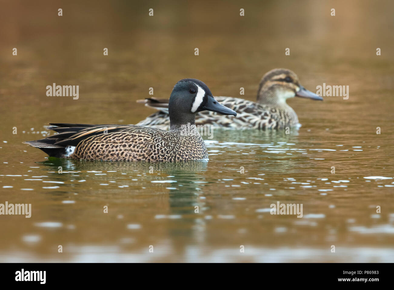 Blue-winged Teal; Anas discors Stock Photo - Alamy
