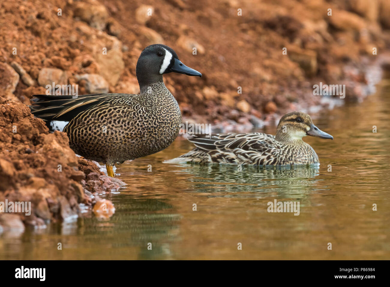 Blue-winged Teal; Anas discors Stock Photo - Alamy