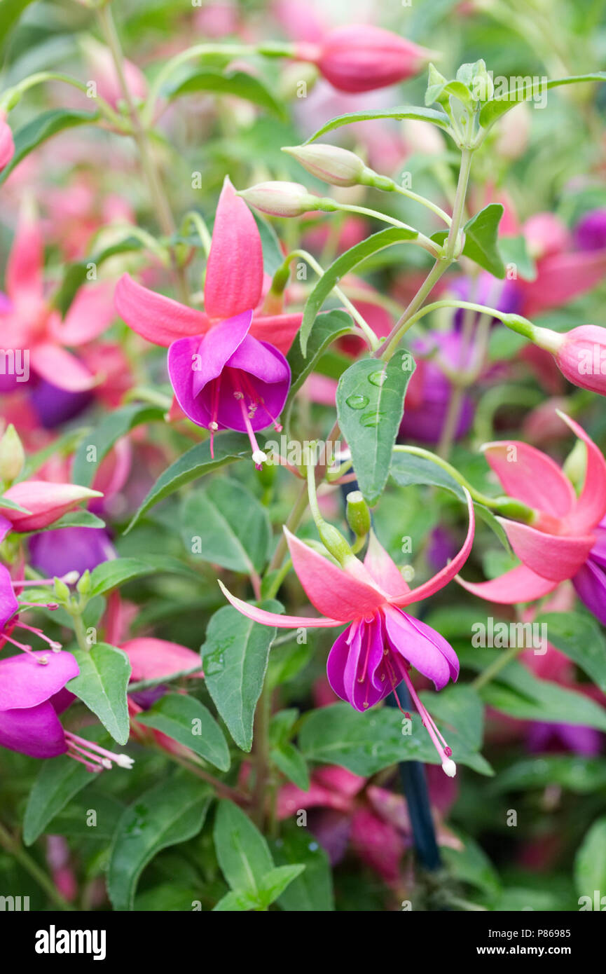 Fuchsia 'Barbara Windsor' flowers Stock Photo - Alamy
