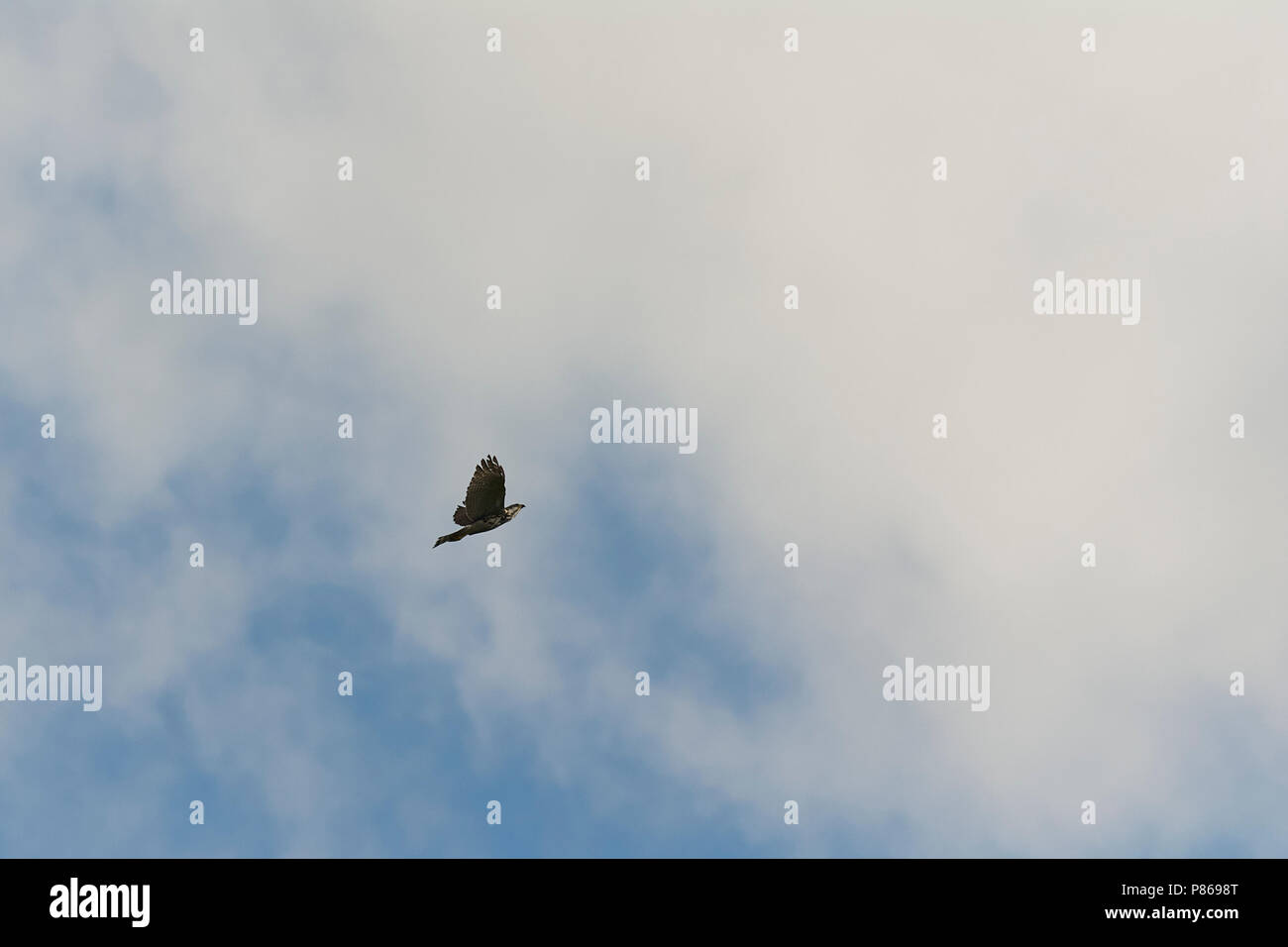 Roadside hawk (Rupornis magnirostris), somewhere in Calakmul Biosphere ...