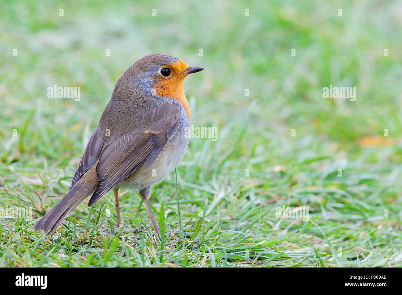 Meijr hi-res stock photography and images - Alamy