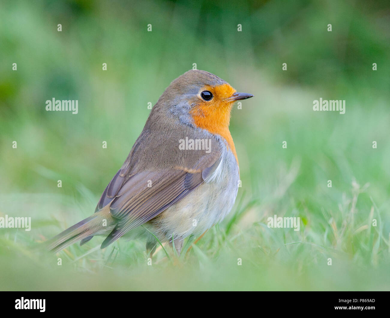 Arnold meijr hi-res stock photography and images - Alamy