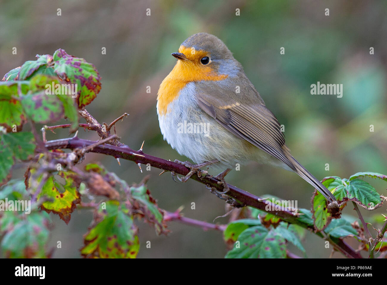 Meijr hi-res stock photography and images - Alamy