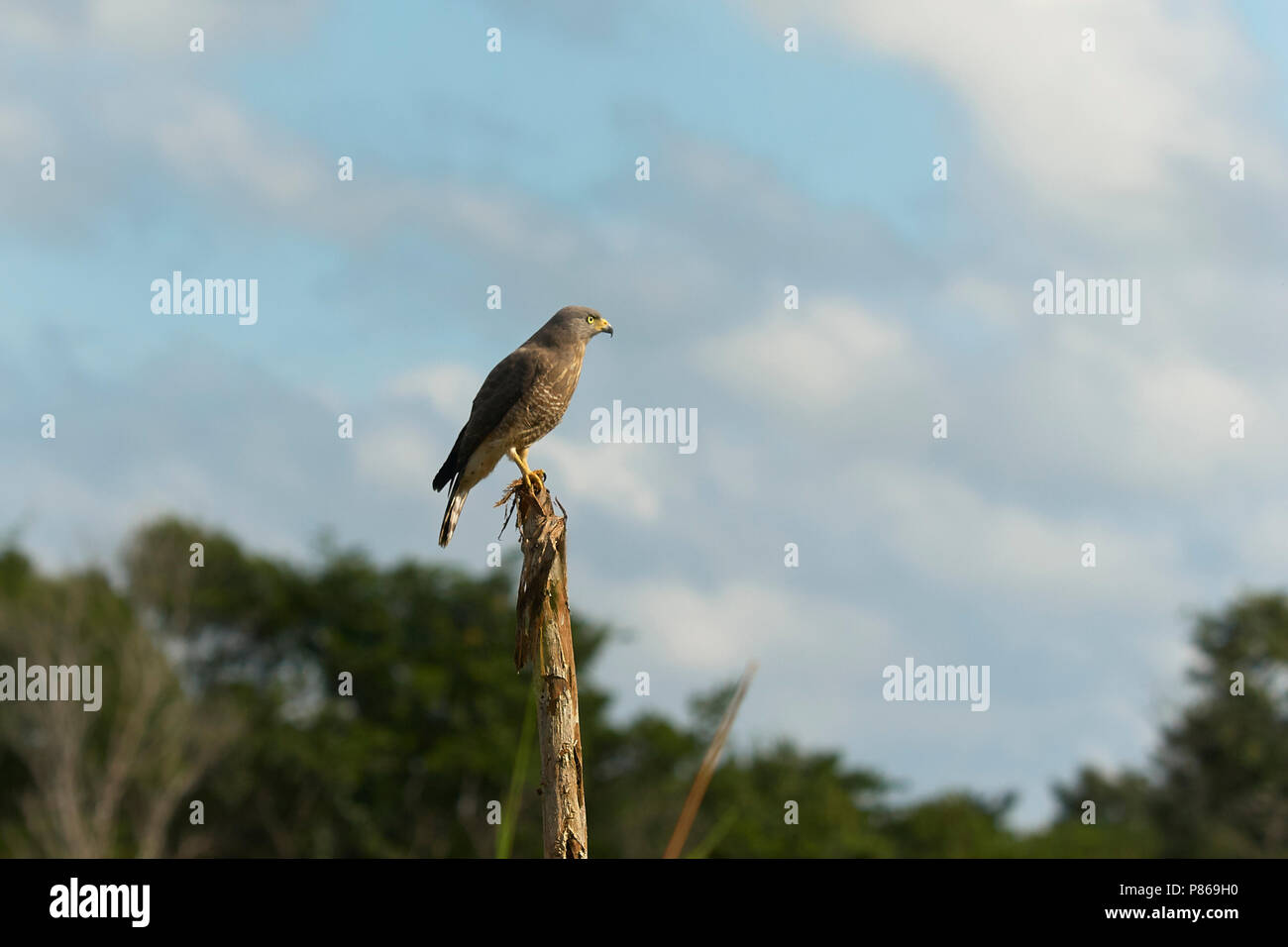Roadside hawk hi-res stock photography and images - Alamy