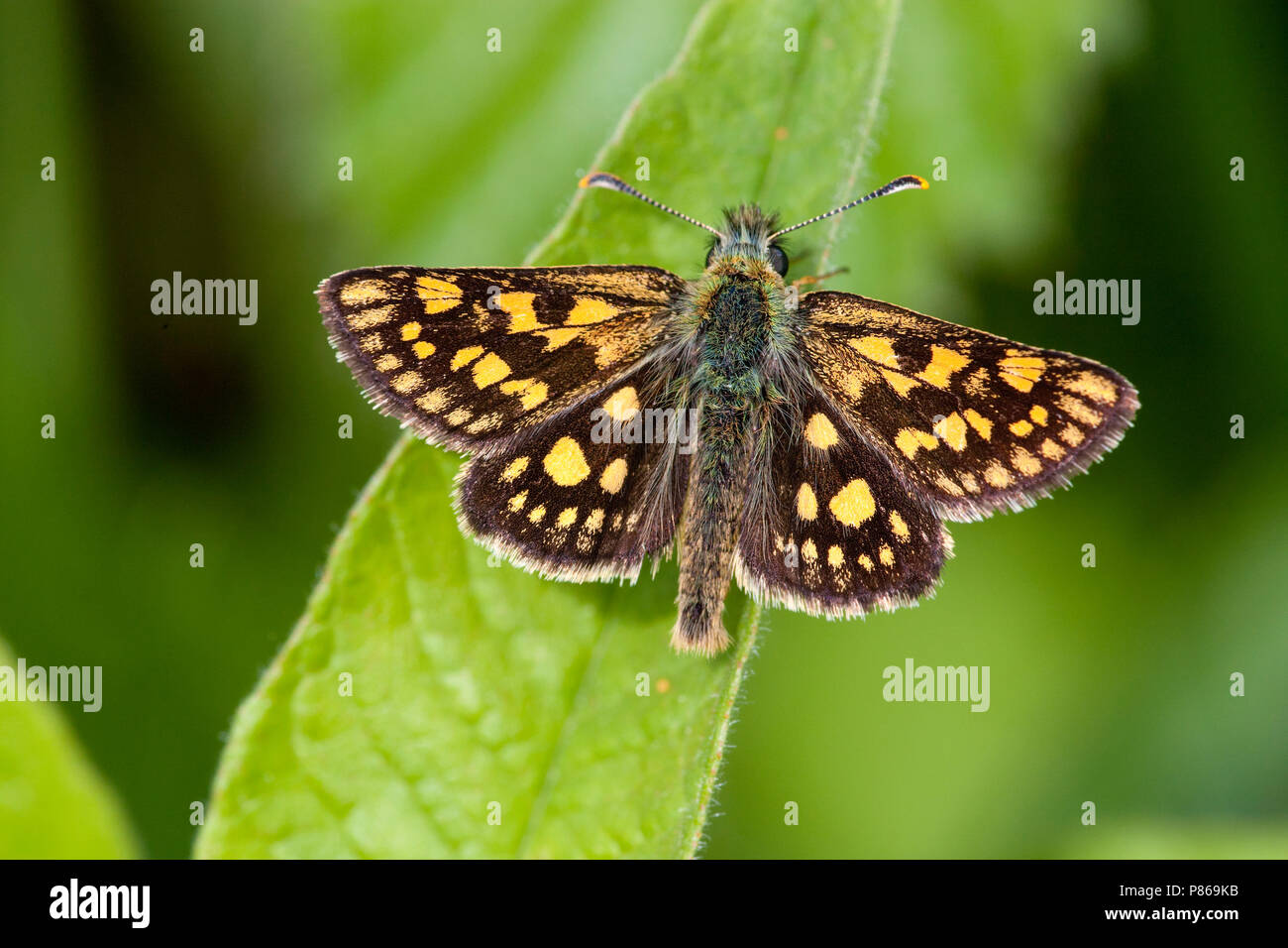 Chequered skipper butterflies hi-res stock photography and images - Alamy