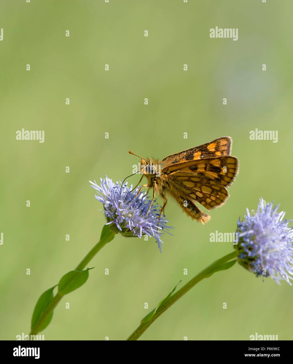 Bont dikkopje / Chequered Skipper (Carterocephalus palaemon Stock Photo ...