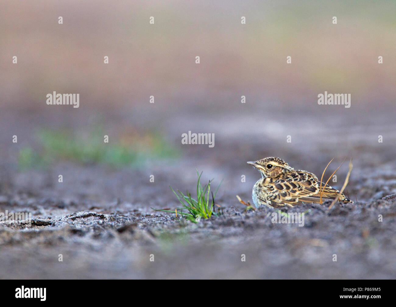 Wood lark on ground hi-res stock photography and images - Alamy