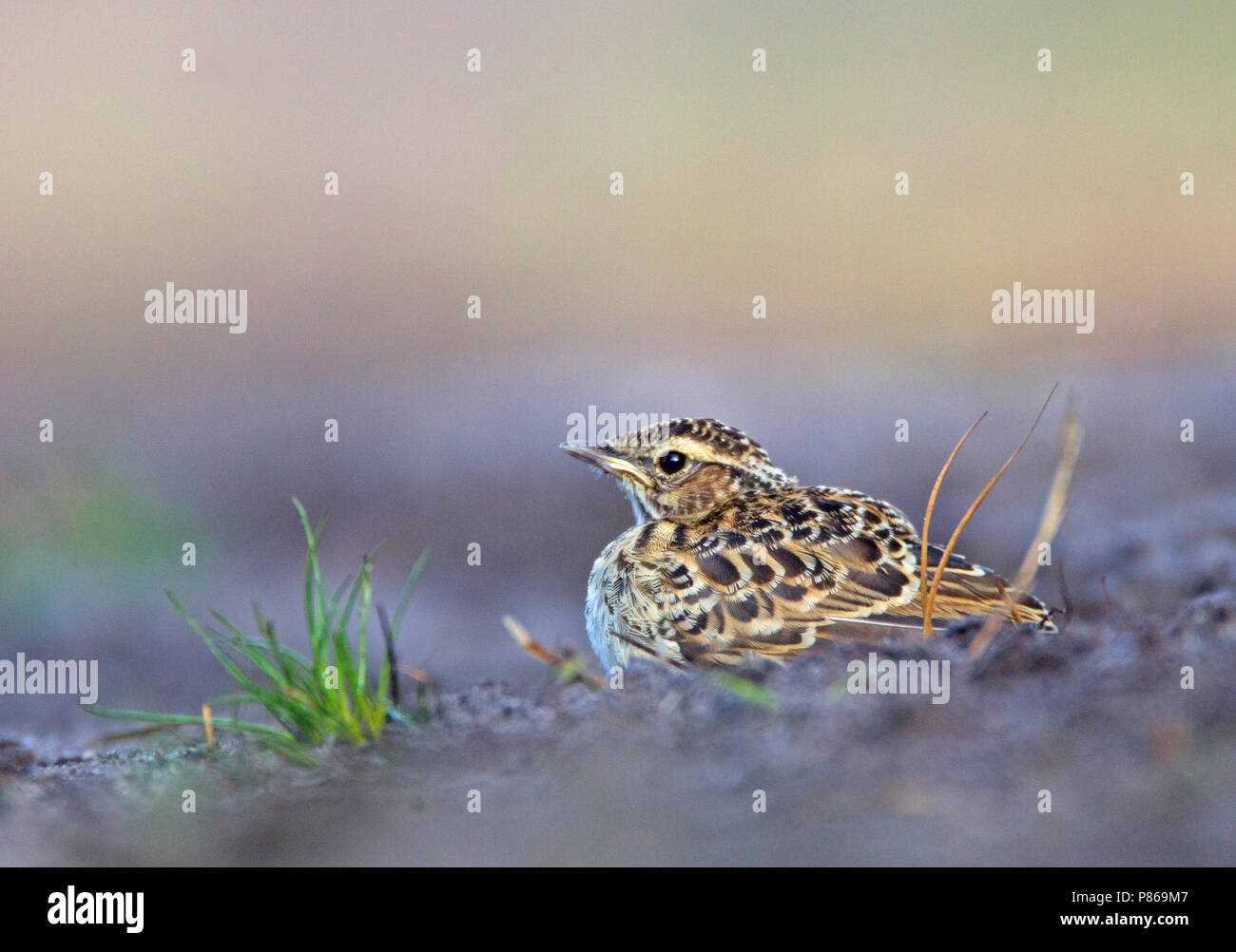 Wood lark on ground hi-res stock photography and images - Alamy