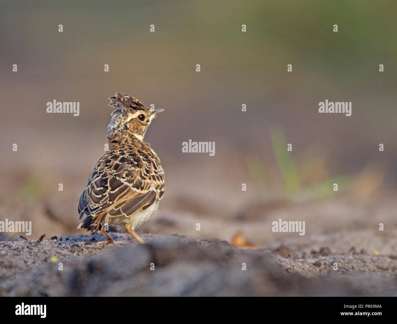 Wood lark on ground hi-res stock photography and images - Alamy