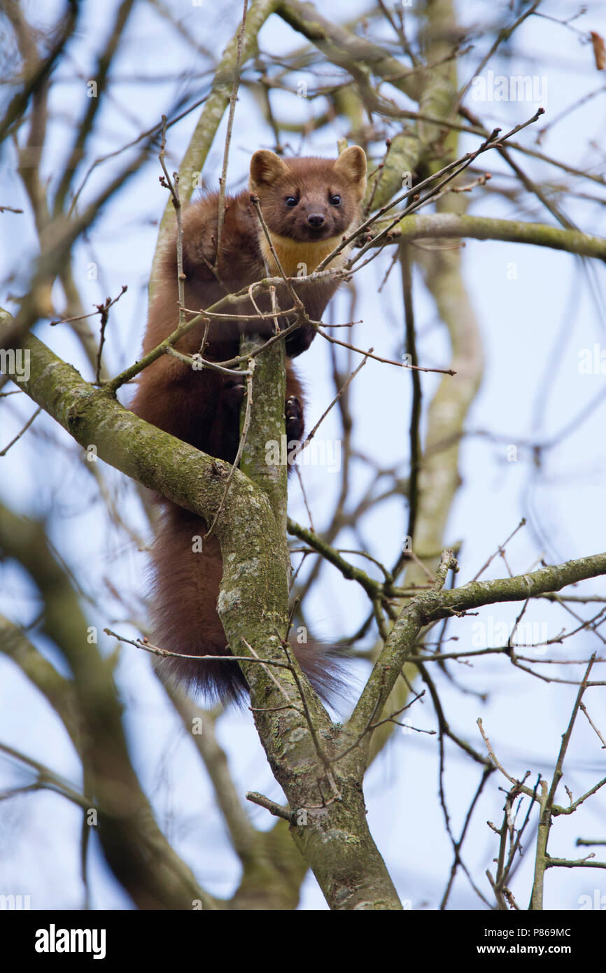 Europe european pine hi-res stock photography and images - Alamy