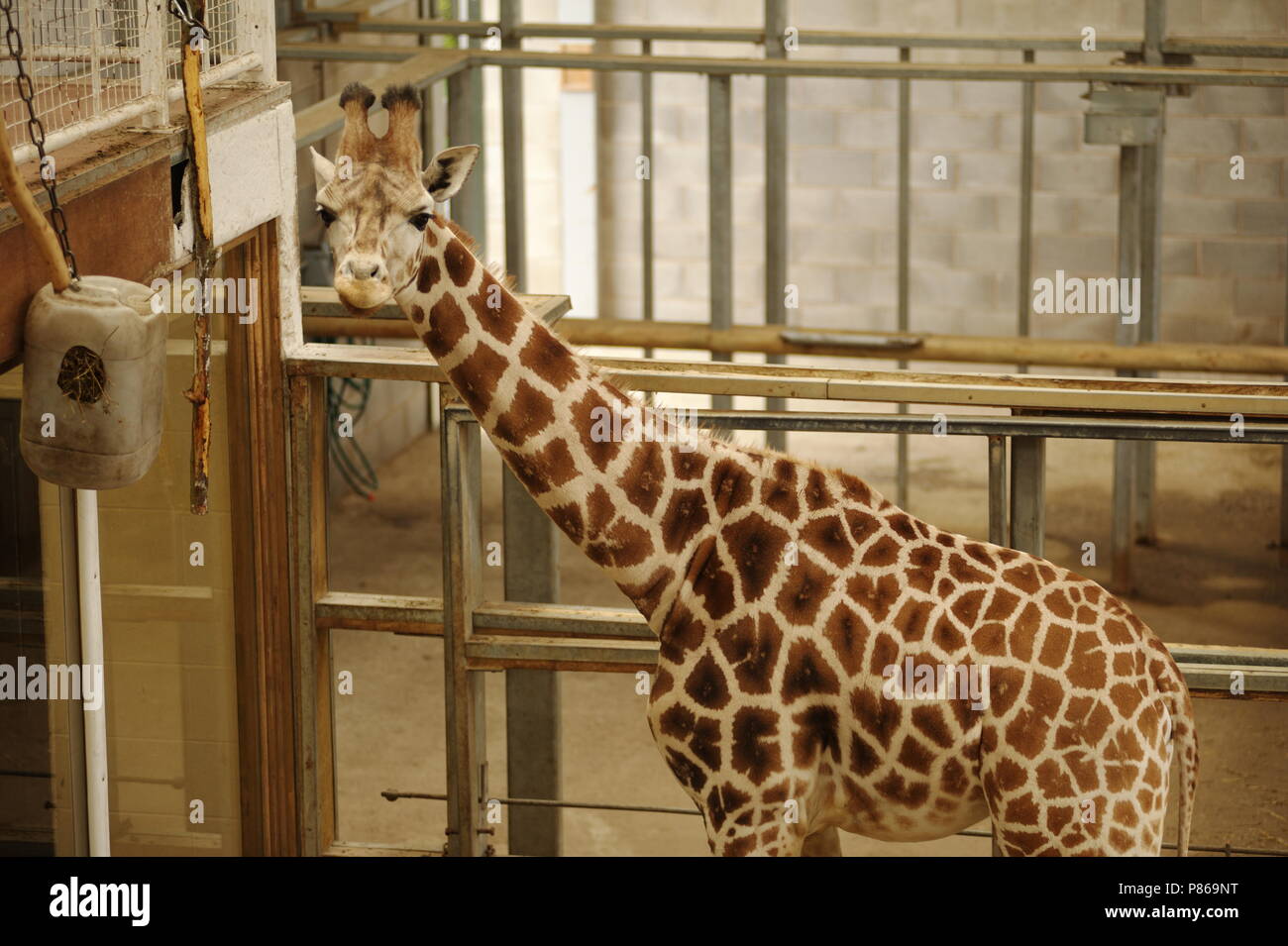 Giraffe cage hi-res stock photography and images - Alamy