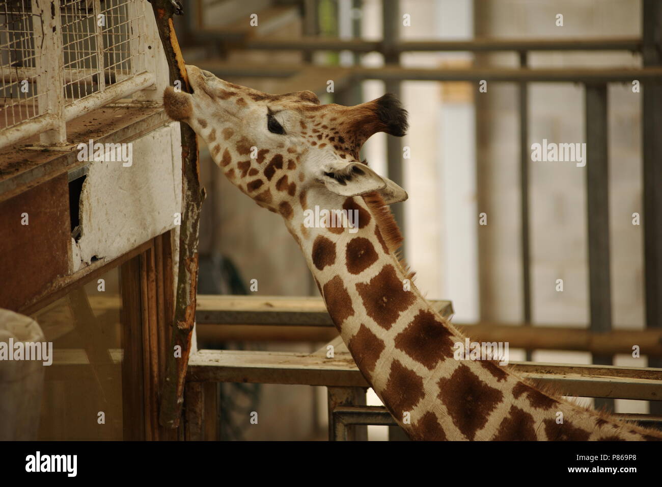 Giraffe cage hi-res stock photography and images - Alamy