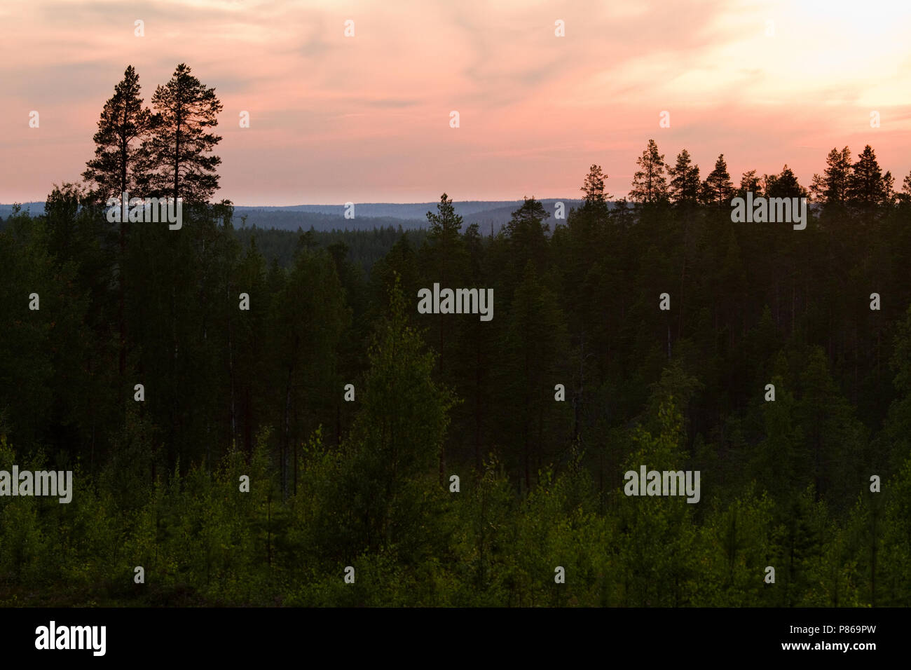 Taiga boreal hi-res stock photography and images - Alamy
