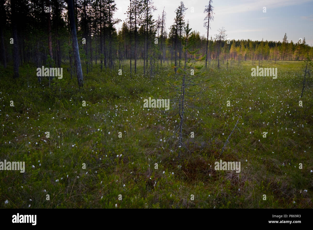 Boreal Forest Taiga Finland High Resolution Stock Photography and ...