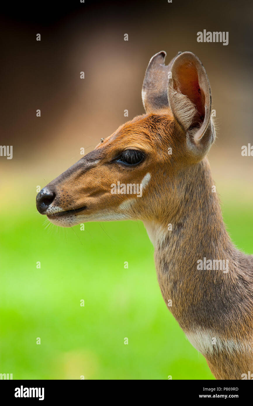 Bosbok, Bushbuck, Tragelaphus scriptus Stock Photo - Alamy