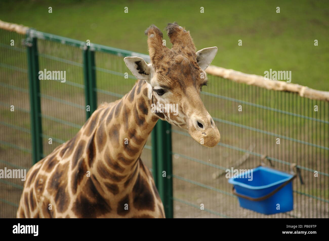 Giraffidae species hi-res stock photography and images - Alamy