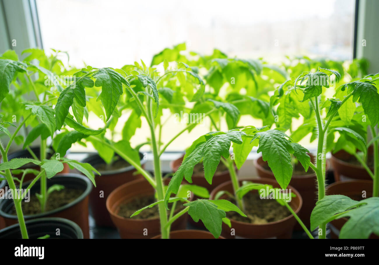 Vegetables pots windowsill hi-res stock photography and images - Alamy