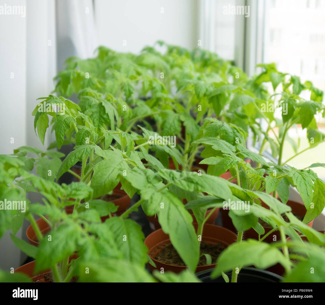 Vegetables pots windowsill hi-res stock photography and images - Alamy