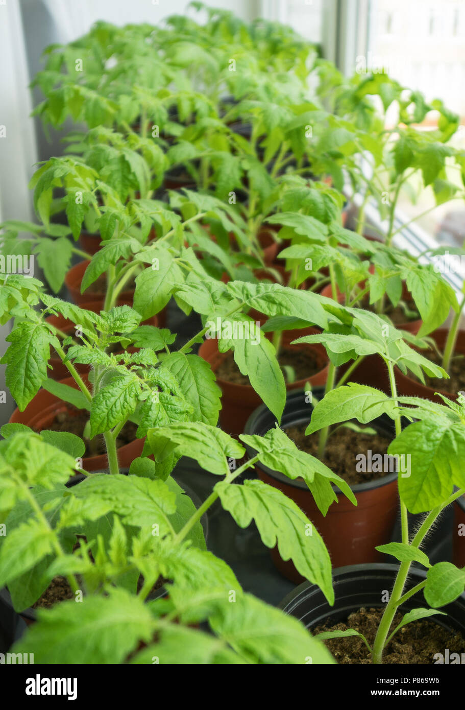 Vegetables pots windowsill hi-res stock photography and images - Alamy