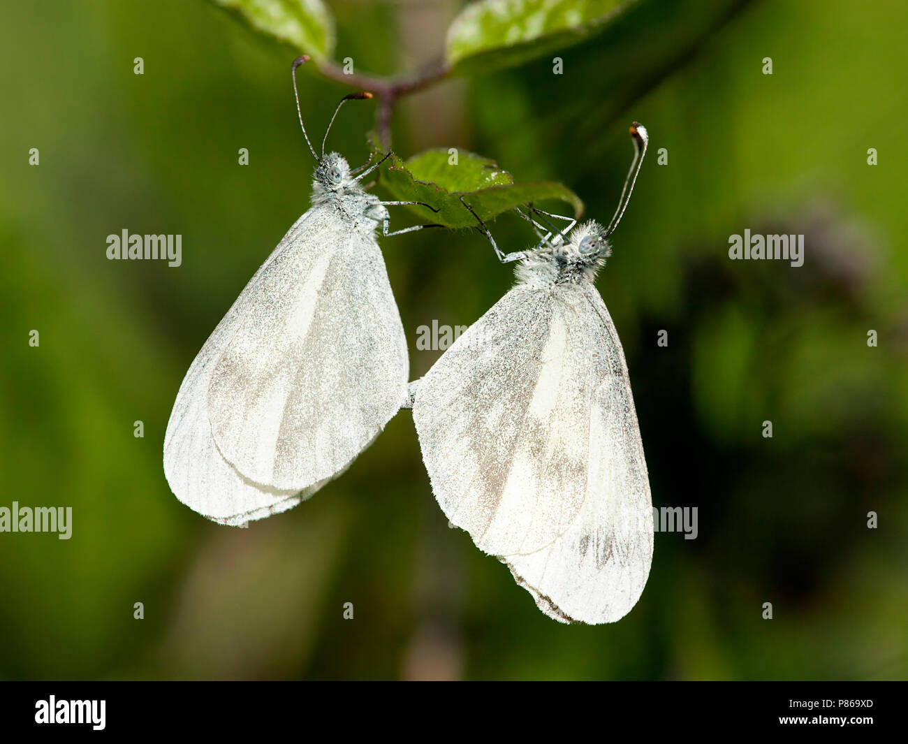 Leptidea Stock Photos & Leptidea Stock Images - Alamy