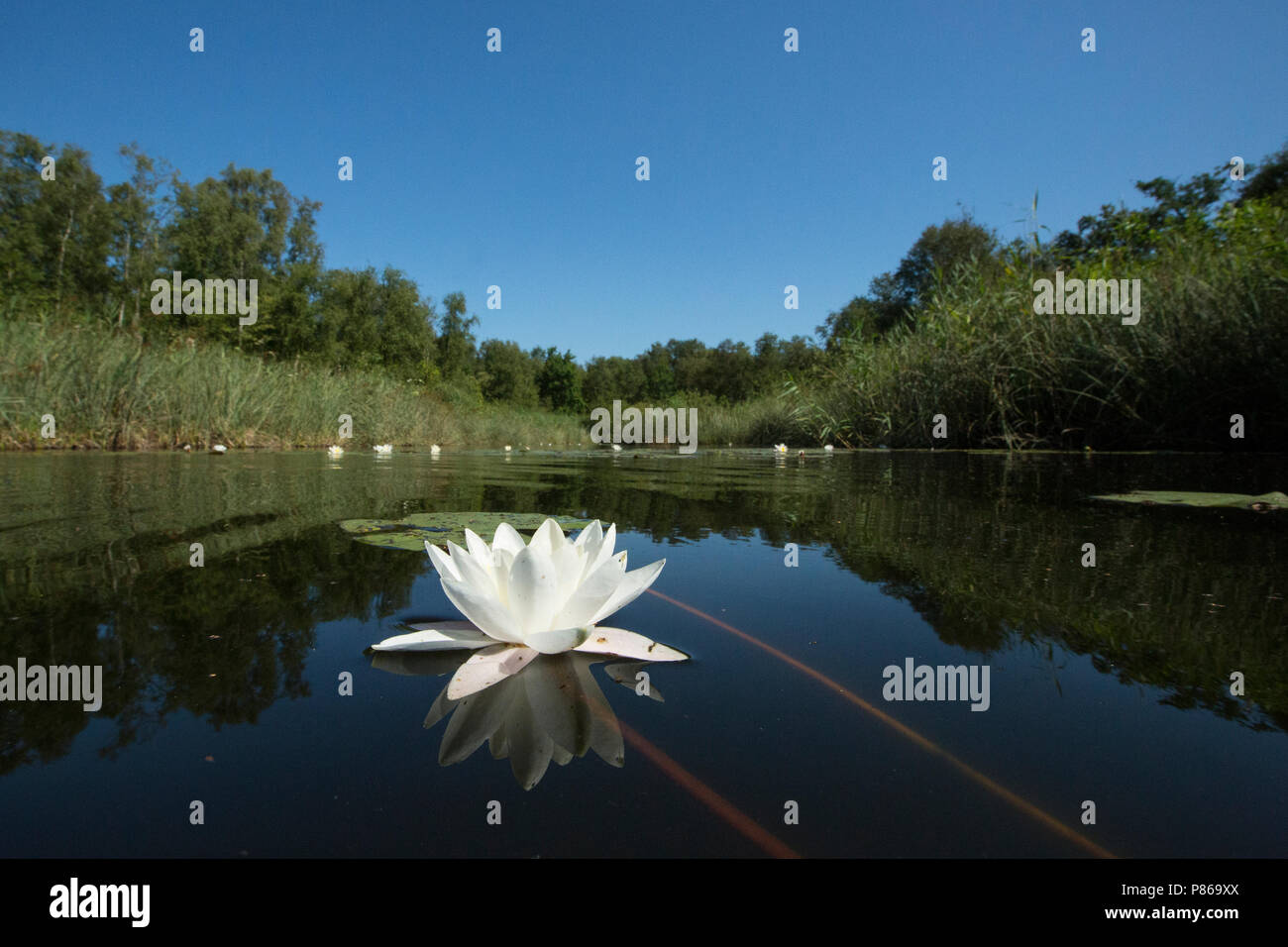 Botshol hi-res stock photography and images - Alamy