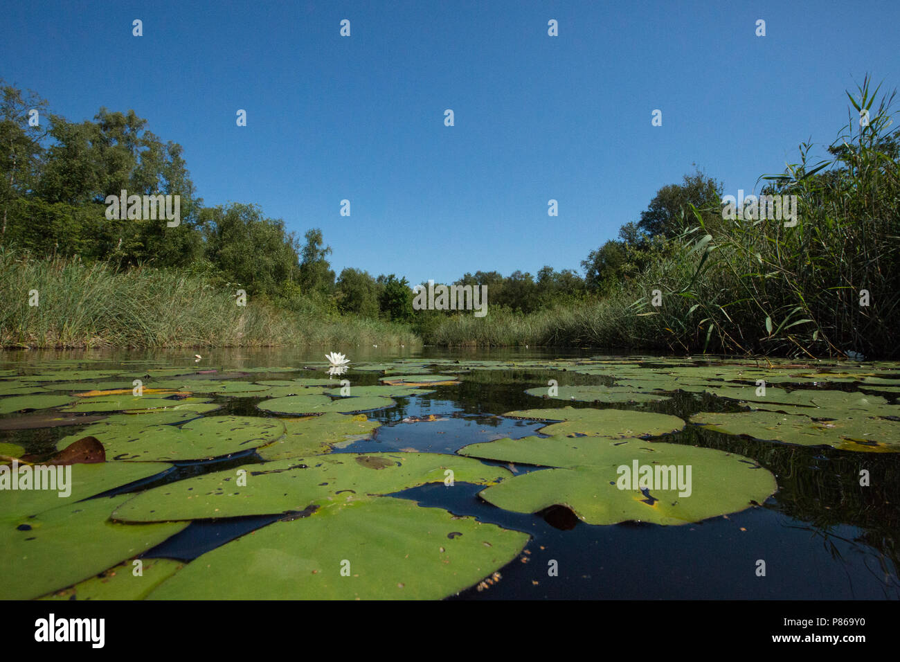 Botshol hi-res stock photography and images - Alamy