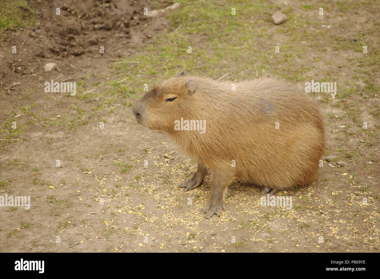 Zoo capybara hi-res stock photography and images - Alamy