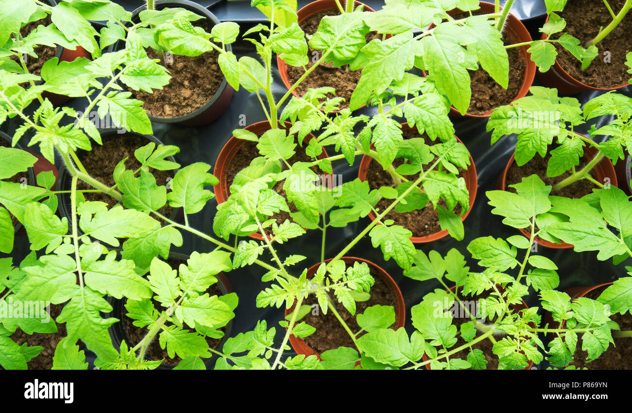 Young tomato plants on windowsill at home Stock Photo - Alamy