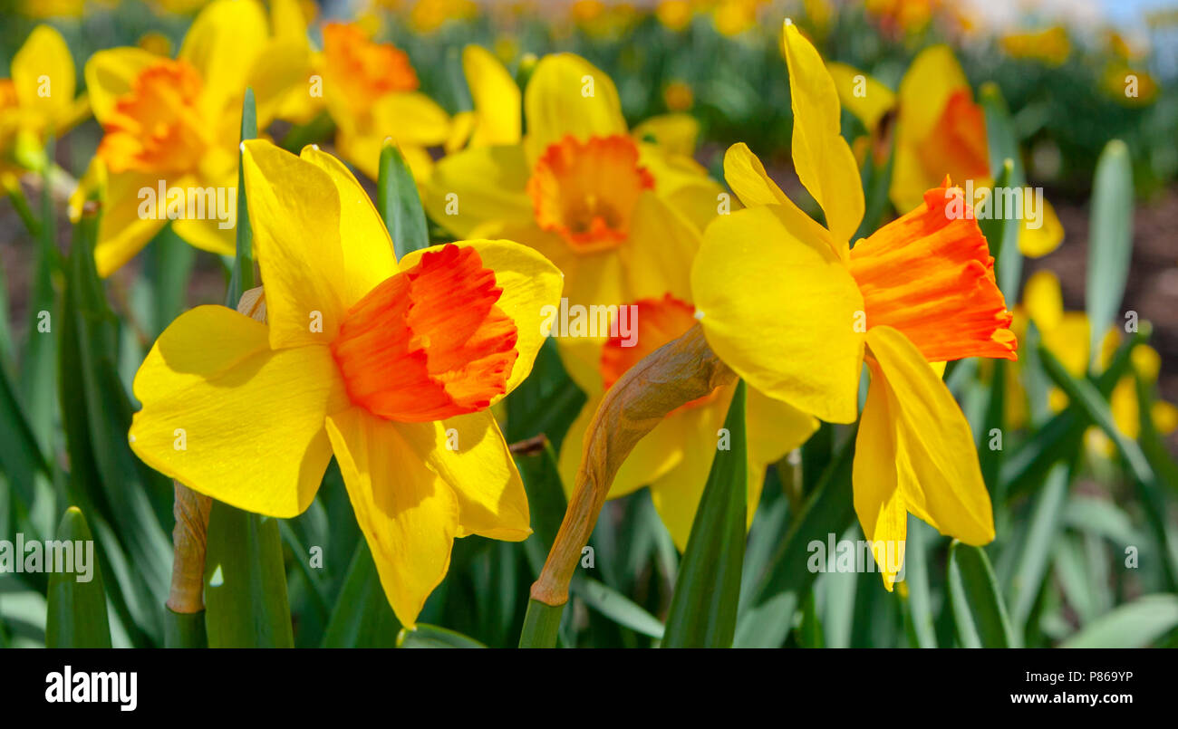 Daffodils blossom in a garden in the spring Stock Photo - Alamy