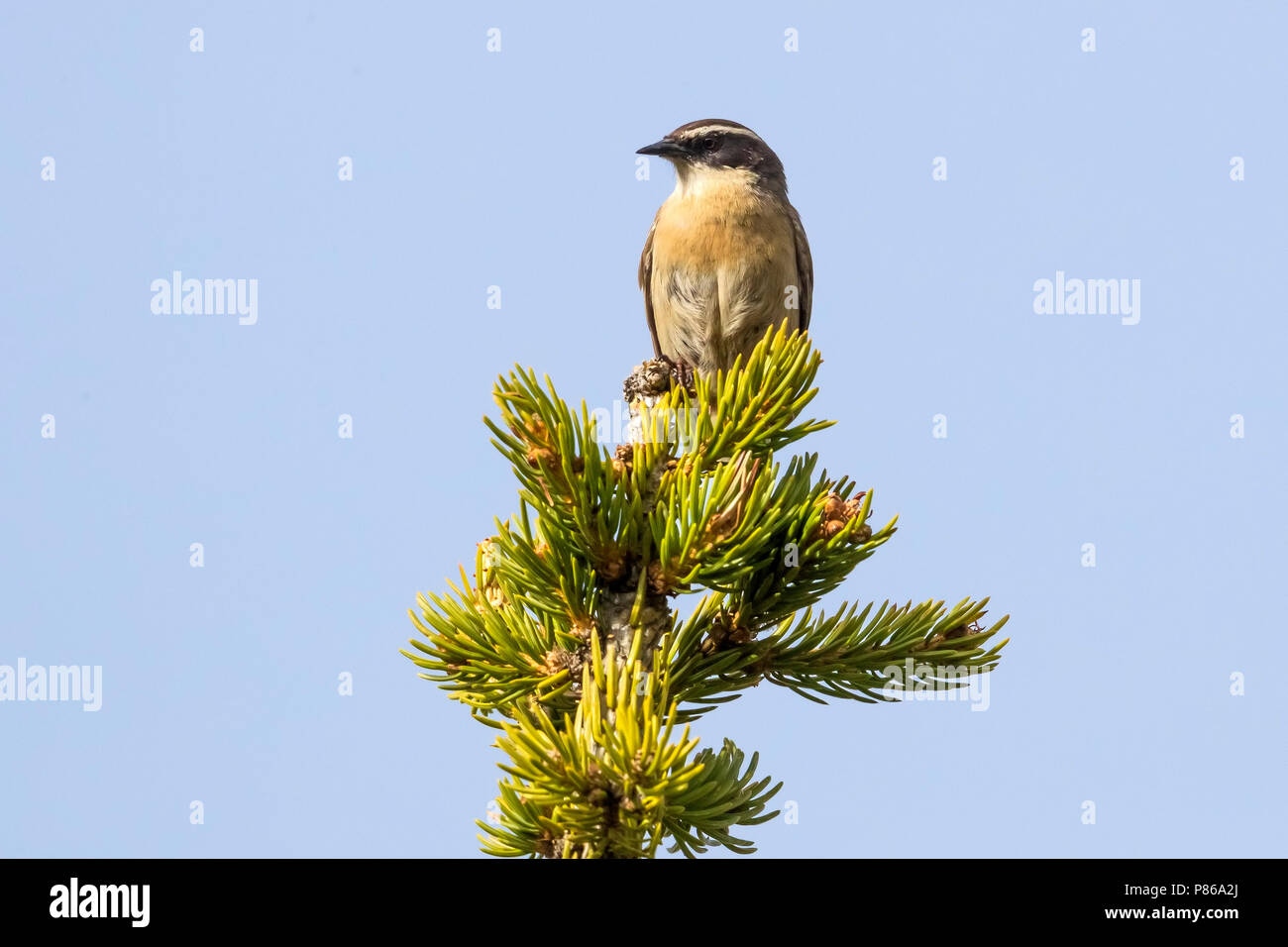 Brown accentor prunella fulvescens hi-res stock photography and images ...