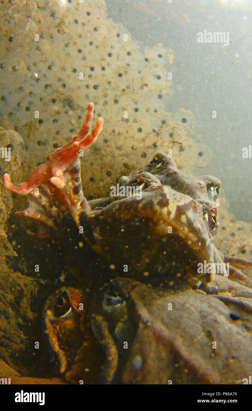 Mating common frogs hi-res stock photography and images - Alamy