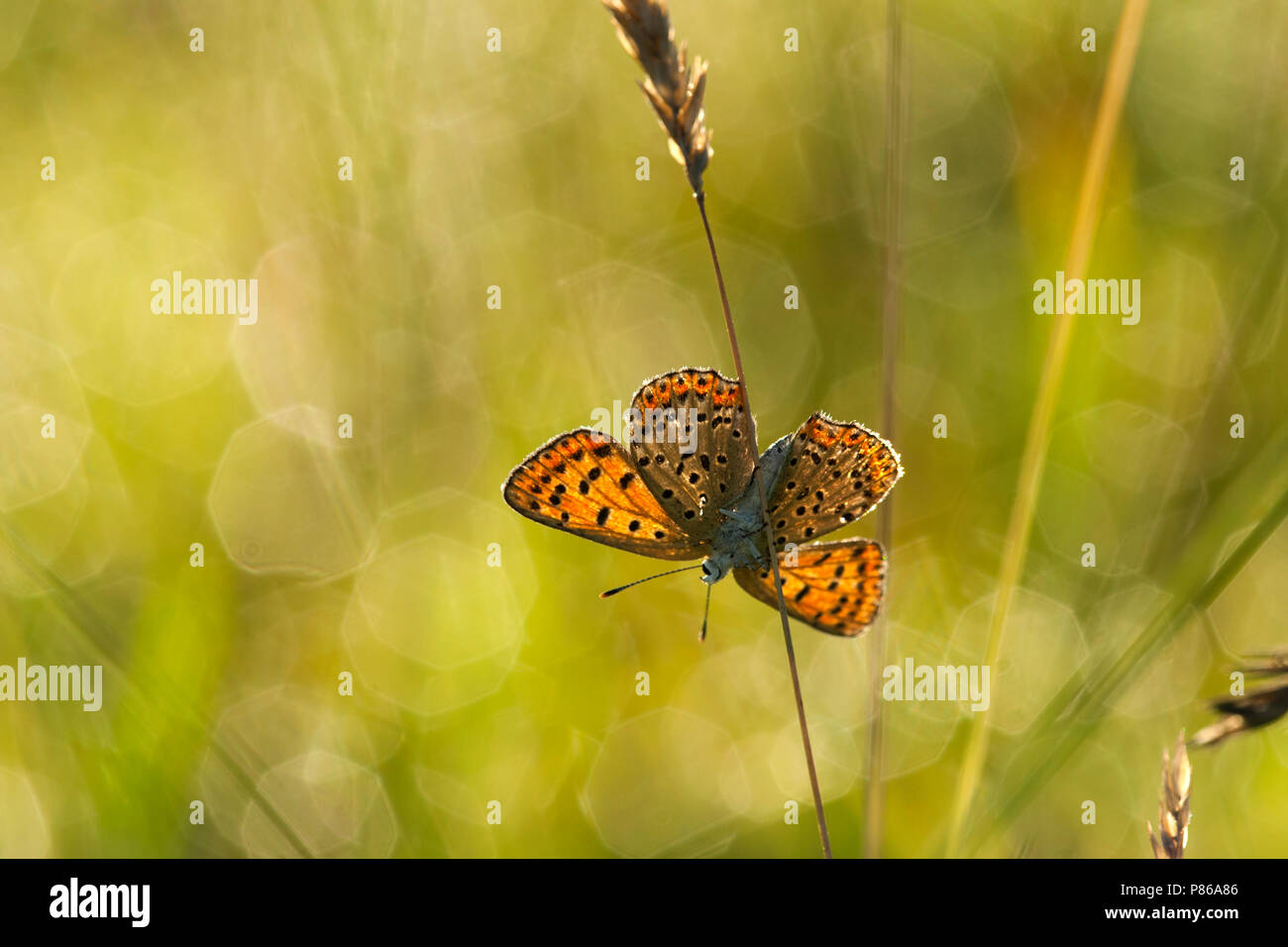 Bruine vuurvlinder / Sooty Copper (Lycaena tityrus Stock Photo - Alamy